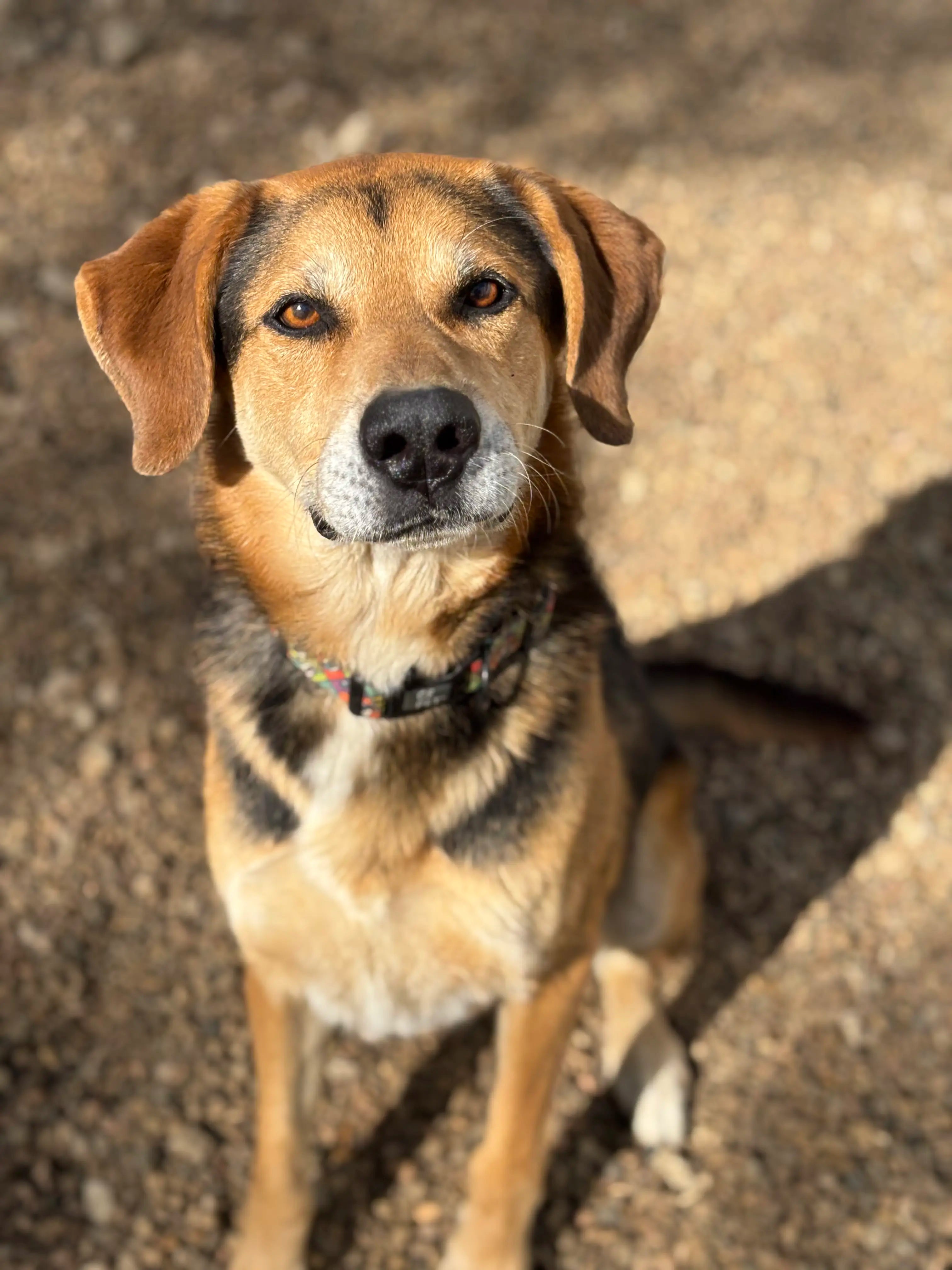 Bane – Bon Accord Rescue K9 Society | BARKS