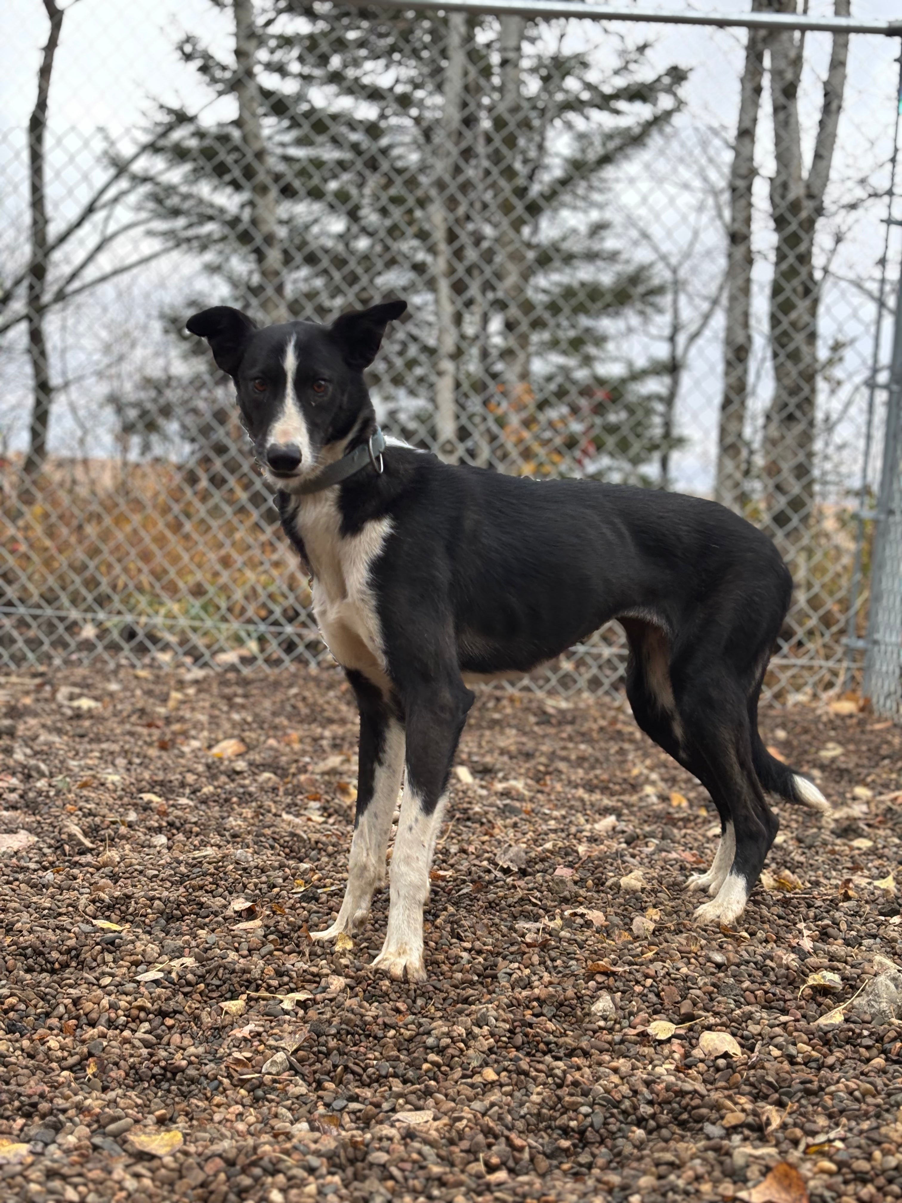 Greywind – Bon Accord Rescue K9 Society | BARKS
